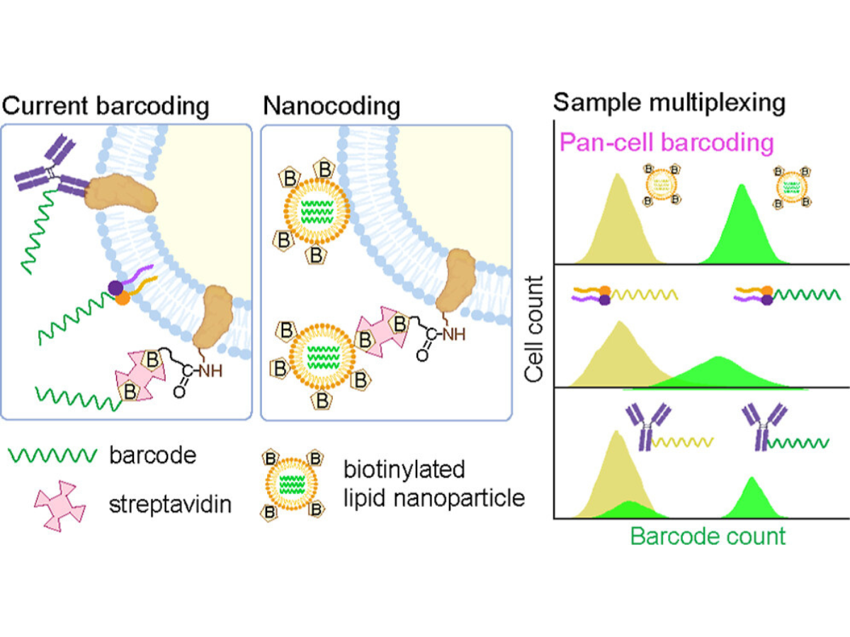 Bioengineering Laboratory Makes Major Innovation in Cell Labeling ...